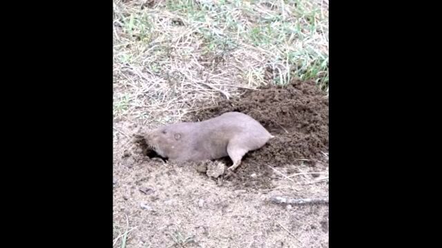 Digging expert: The little marmots are less than a minute, burrowing ...