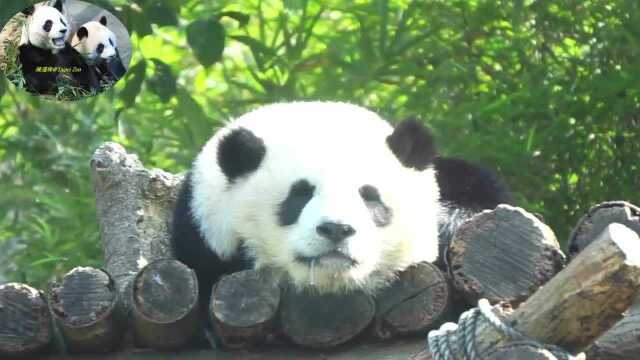 Laughing to death: Panda baby sleeps with a long flowing mouth, it ...