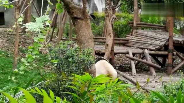 Distressed panda Fulai, the little heart can't stand it, can't wait to ...