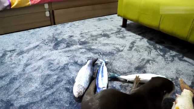 ความพยายามครั้งที่สามของ Xiaoshui ในการกินปลา - ชมวิดีโอออนไลน์ คุณภาพ ...