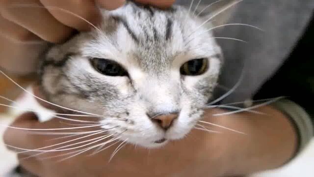 Teach you how to correct the singer's tick! - Watch HD Video Online - WeTV