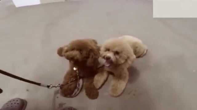 Take Teddy to the garage to let the wind go, look at these two eyes ...