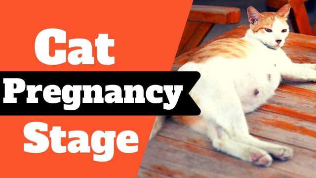 Is My Cat Pregnant : The 5 Stages of Cat Pregnancy ! Cat Health Tips ...