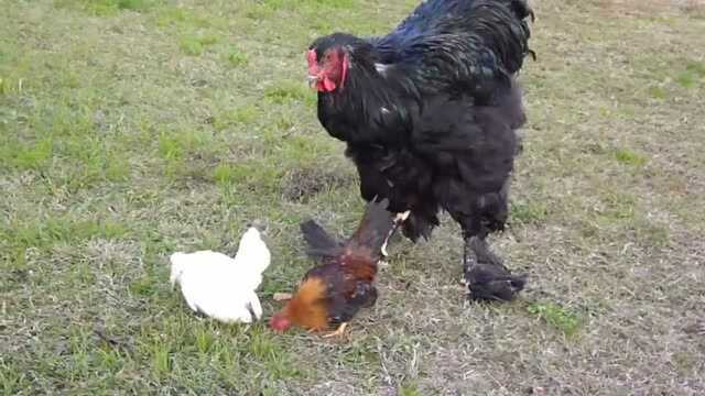 Contrast the exquisite Linglong chicken and Brahman chicken, curious ...