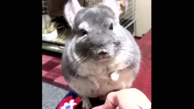 A super fat tomcat, small claws, spicy, small, still very cute! - Watch ...