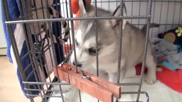 Meng pet husky: as long as there is something to eat, nothing can stop ...