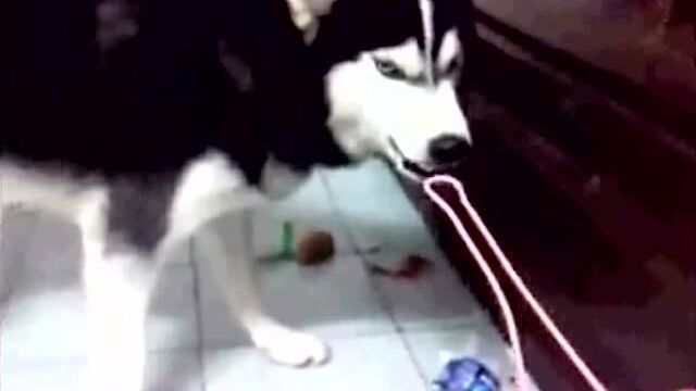 Husky, temper tantrums, fierce wolf-like - Watch HD Video Online - WeTV