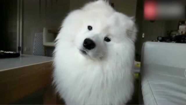 Short-eared Samoyed incarnation, warm-hearted angel, listening to music ...
