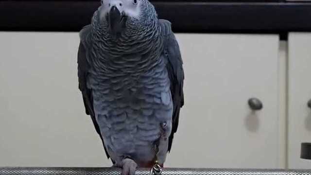 Demi snorted, and the parrot said something directly, you are so ...