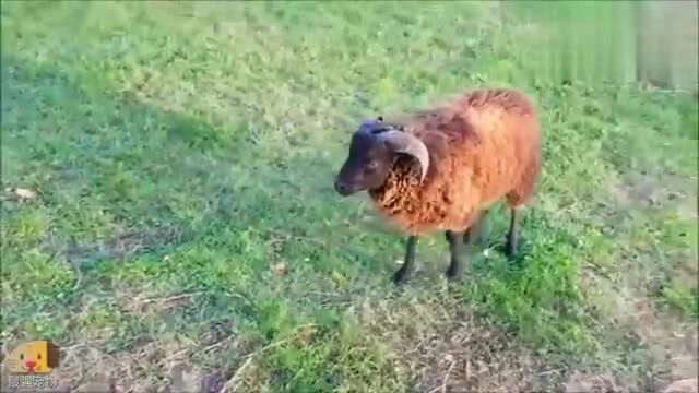 The handsome guy riding a mountain bike provoked a sheep, and the sheep ...