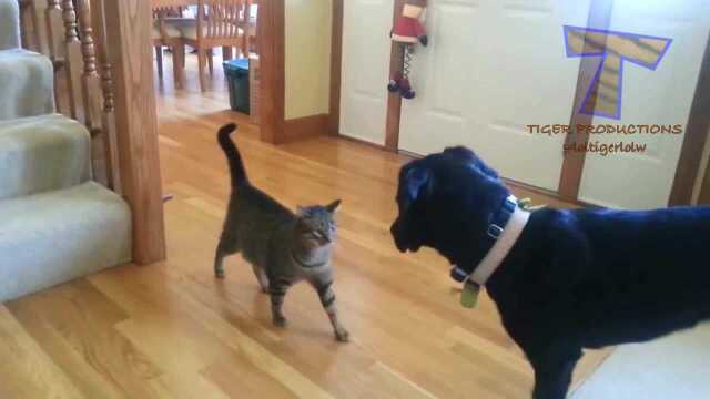 In the face of the unruly master, Kasro is really suffering. - Watch HD ...