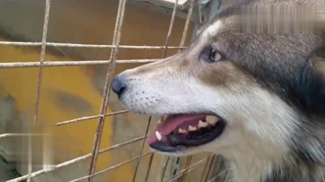 Erha confronted the little wolf dog, and did not lose at all on the ...