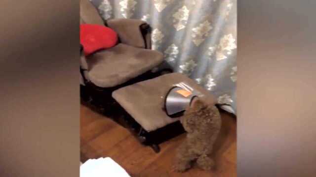 Teddy made the destruction and was discovered by the owner. Teddy ...