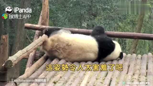 The panda's tail is super playful, so it is easy to itch. - Watch HD ...
