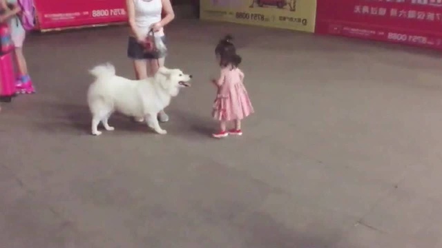 When Meng Bao saw the puppy, how could Dad pull it and laugh? - Watch ...