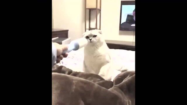 Hey cat sleeps, licking its cute little tongue - Watch HD Video Online ...