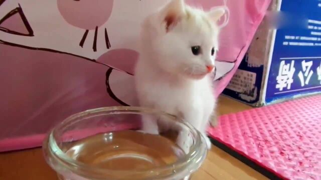 The little milk cat who is learning to drink water, it’s so cute, it’s ...