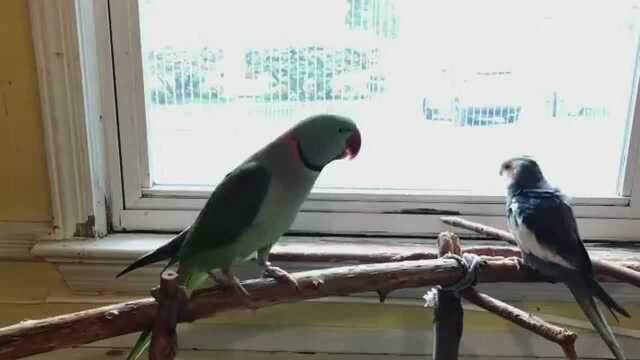 Xuan Feng: If you don’t talk well every day, just give me a parrot and ...