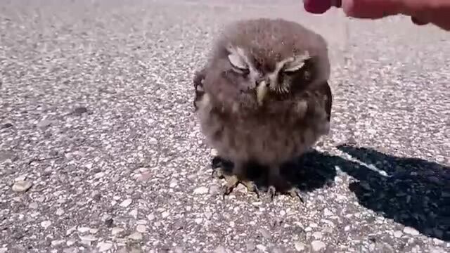 There was a cute little owl on the playground, and it was scared away ...
