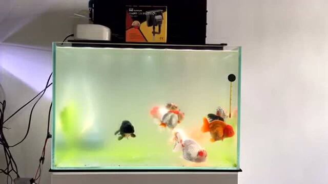 Look at the fish in the fog, you look at the fish outside the fish tank ...