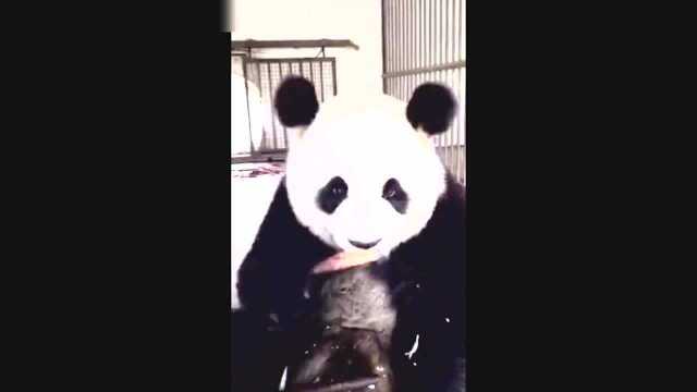 A very thrifty giant panda, falling to the ground and picking up and ...
