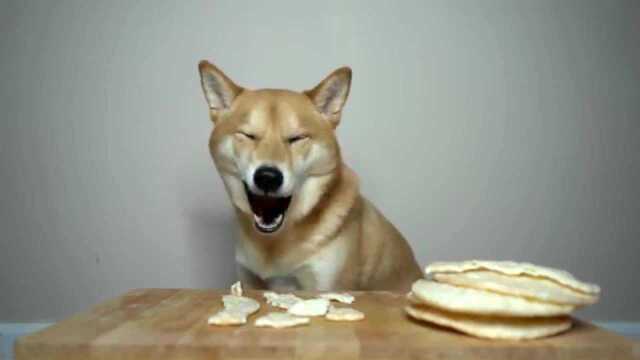 Shiba Inu eats fried rice cake, crispy taste, and looks like the dog ...