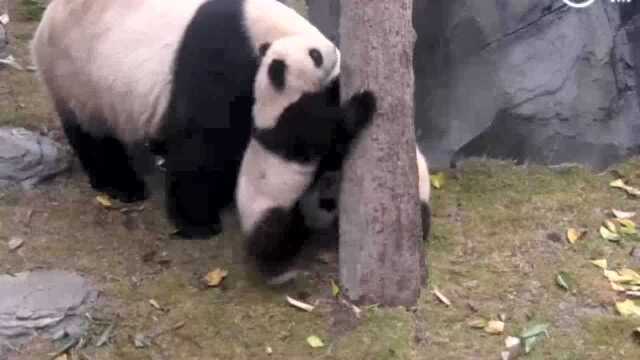 Giant Panda Jingjing: What happened at the time? - Watch HD Video ...