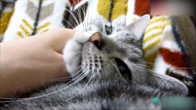 This shovel is quite level! Is this a licking cat or a pinch cat face ...