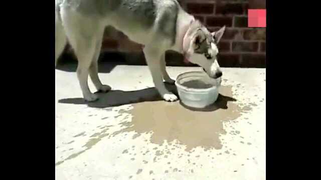 Husky is howling? You can see it when you drink it, and you can get it ...