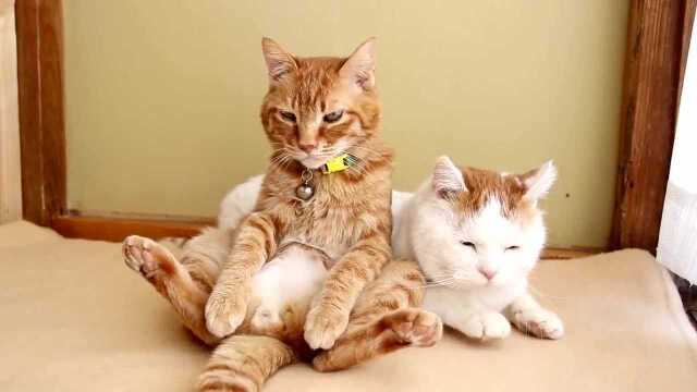 Funny cat, how proud you are! Even sitting posture is so proud! - Watch ...