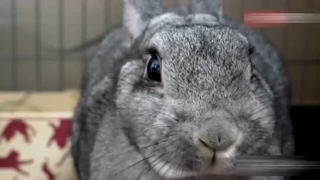 Healing cute pet rabbit, cute pet rabbit - Watch HD Video Online - WeTV