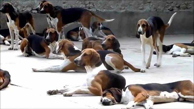 Hundreds of hounds are waiting for the owner of the castle to open the ...