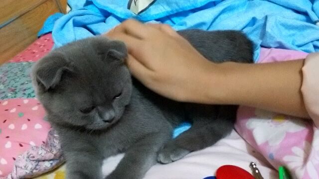 Fat English is short and only sleepy - Watch HD Video Online - WeTV