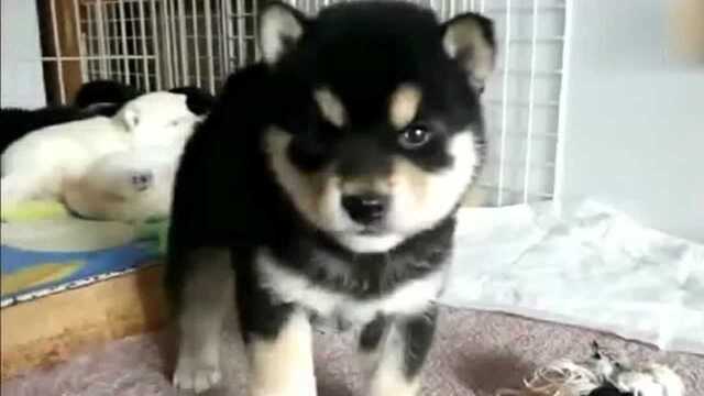 A nest of cute little baby dogs squat and jump under their feet, sleep ...