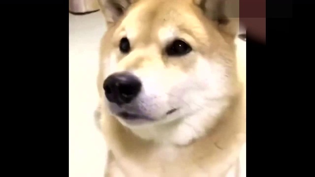 In the cold winter, I don’t want to stick out the Shiba Inu Maru, eating apples with a small ...