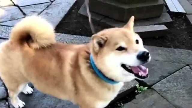 The daily life of Shiba Inu, today, I want to teach everyone how to ...