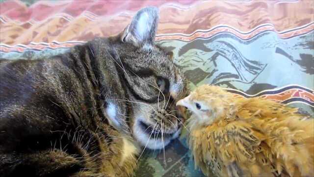 Cats grow up with chicken! Cat: What to do, my playmates are so fast, I ...