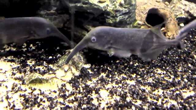 The weird "proboscis fish", it’s true that the sea is big - Watch HD ...
