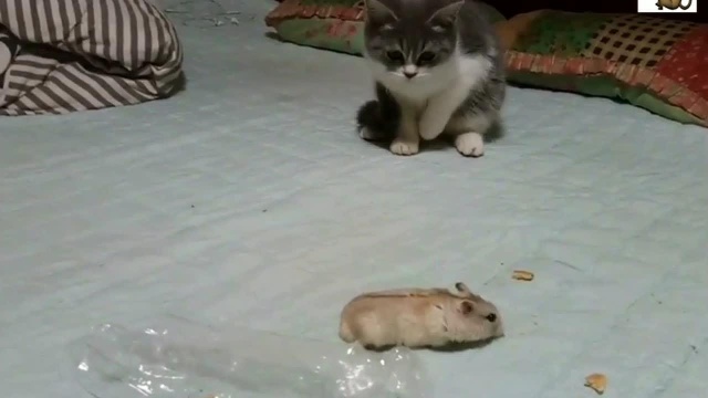 The world has changed, and the cats are beginning to be afraid of rats ...