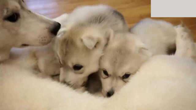 Mother love is great! The mad siberian husky on weekdays can be so ...