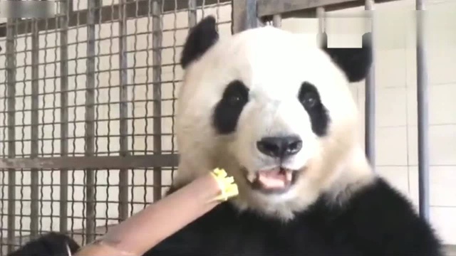 When you eat, watch the giant panda, carrots, and bamboo. Absolutely ...
