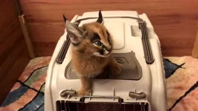 The cry of this "cat" will definitely refresh your perception of "cat ...