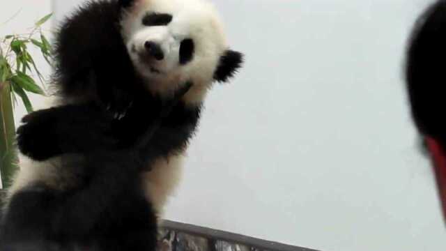 Panda babies are not on the lookout, they have a national treasure, and ...