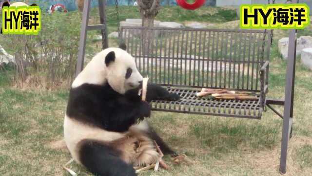 The giant panda seven hi eats bamboo shoots, and the arm is still on ...