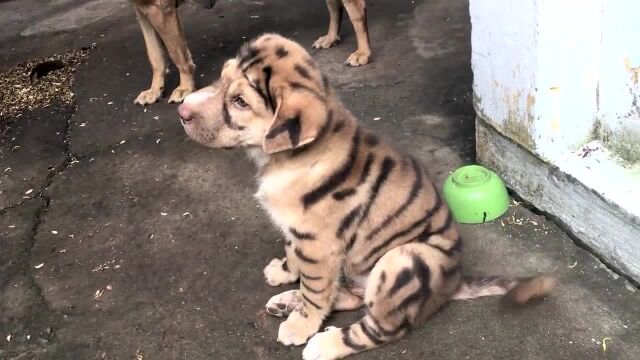The poodle has seen it, the tiger dog is the first time to see it ...