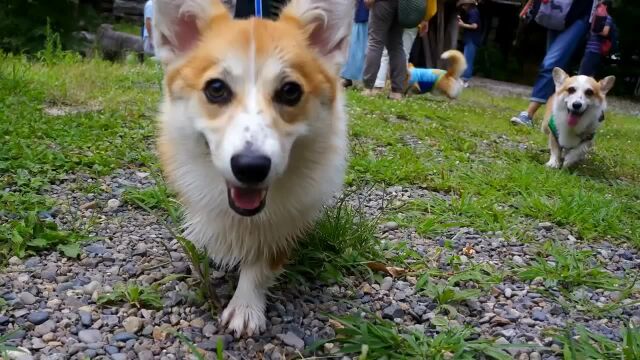 Keji puppy dog, do you want to learn to play with water? - Watch HD ...