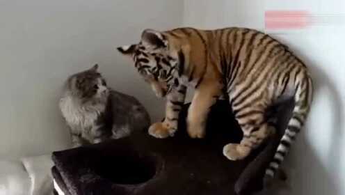 The little tiger blocked the cat in the corner of the wall, and the cat ...
