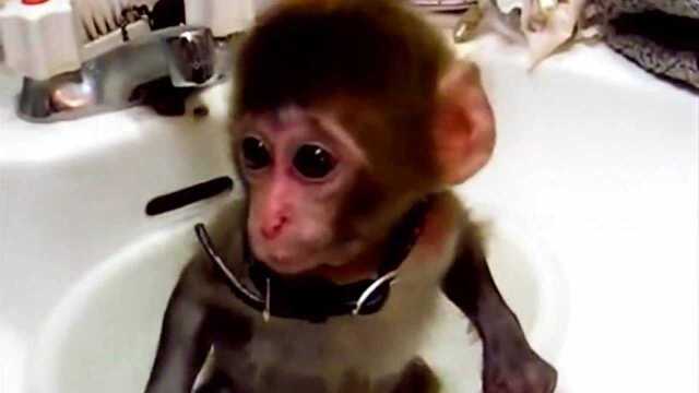 Super cute little monkey taking a shower, a very enjoyable look - Watch ...