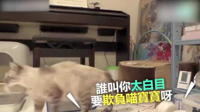 Cat daddy handcuffed and licked the treasure and was awkward! There ...