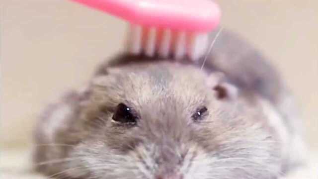 Grooming the hair of a cute hamster with a toothbrush, Kawaii - Watch ...